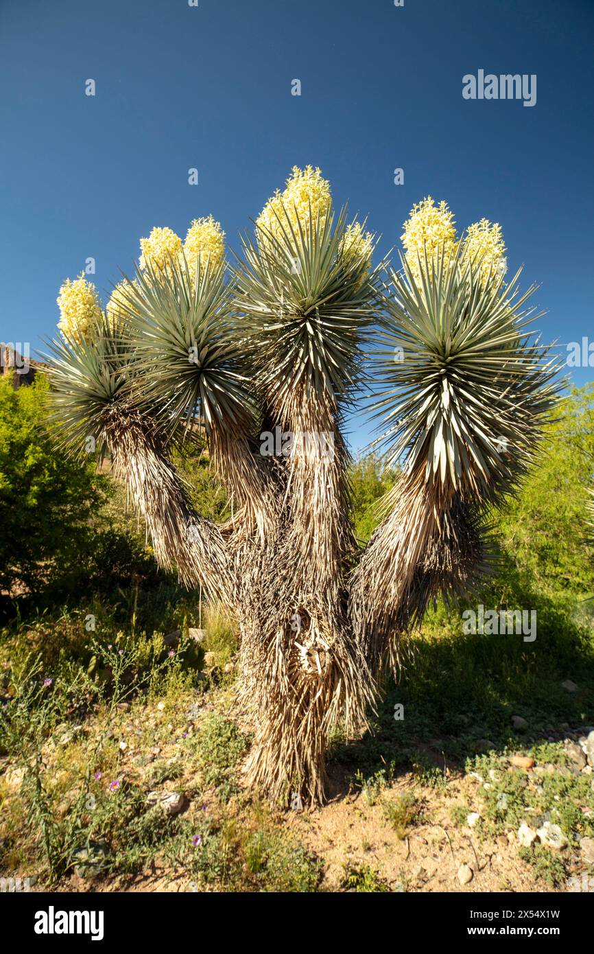 Dramatic natural plant portrait of Yucca Rigida flowering in glorious ...