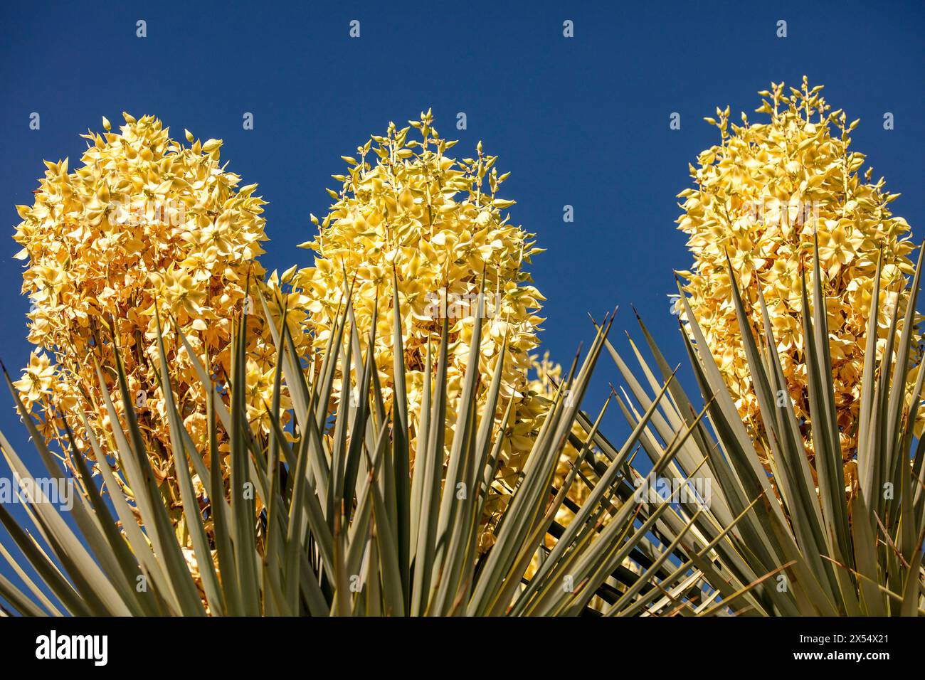 Dramatic natural plant portrait of Yucca Rigida flowering in glorious ...