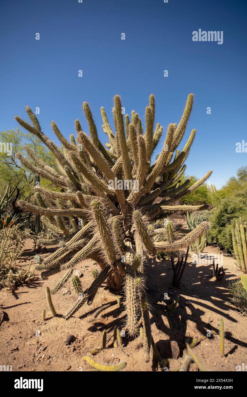 Stetsonia coryne, toothpick cactus. Natural desert plant portrait in ...