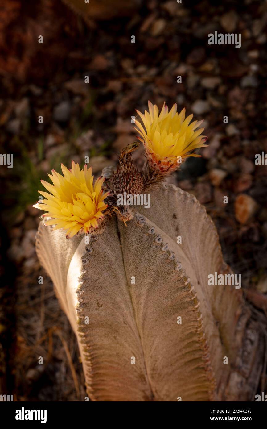 Natural close up portrait of the rare / endangered Astrophytum ...