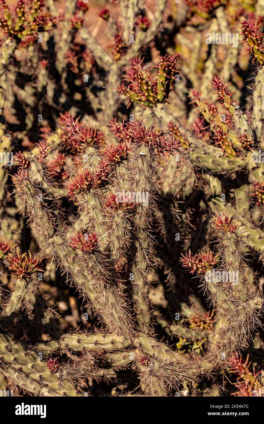 Natural plant close up of Cylindropuntia Versicolor (Buckthorne Cholla ...