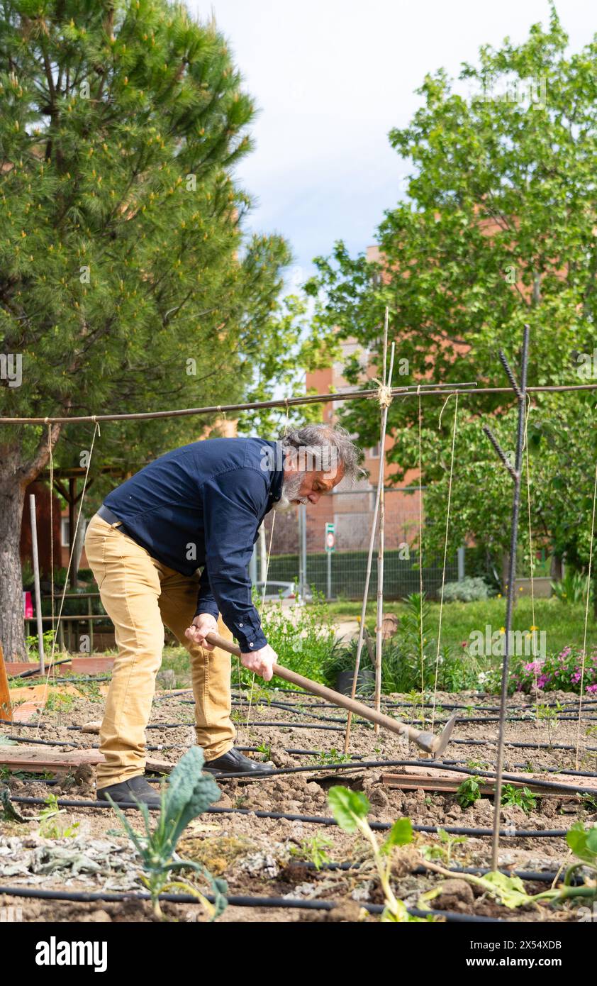 Man over 60 years old working in a community garden Stock Photo - Alamy