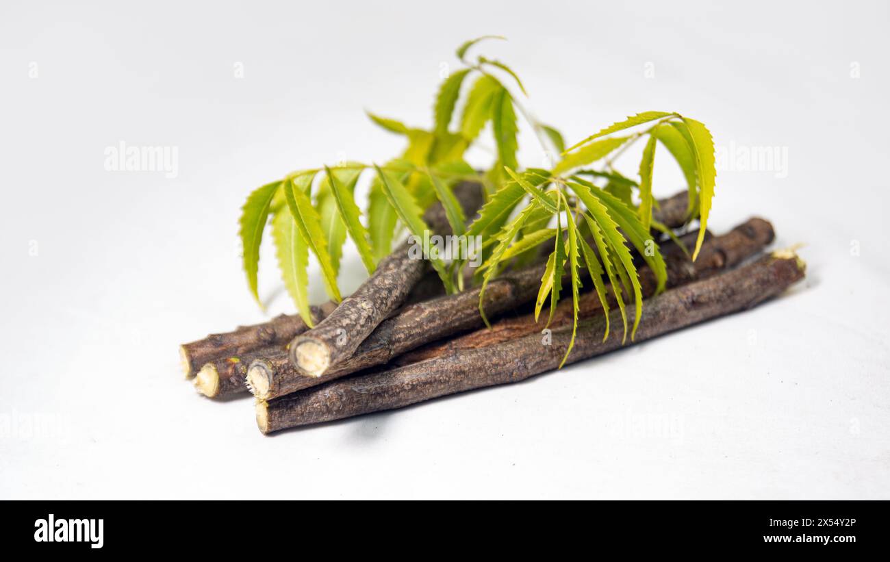 Neem Sticks with neem leaves on studio table. Neem Datun is traditional ...