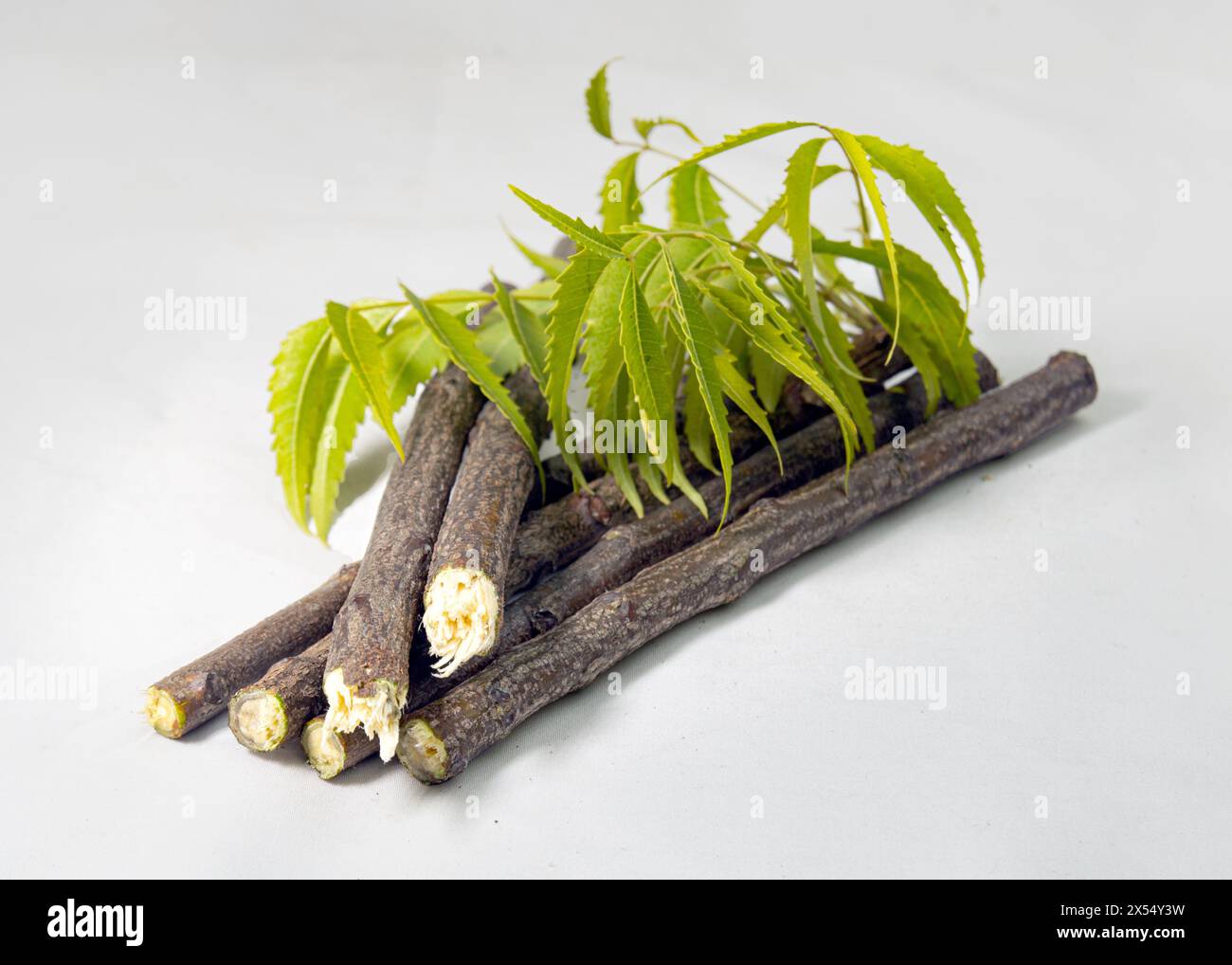 Neem Sticks with neem leaves on studio table. Neem Datun is traditional ...
