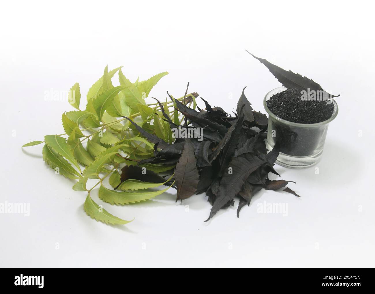 preparing Neem Majon, black tooth powder with Neem leaves, Neem stick ...