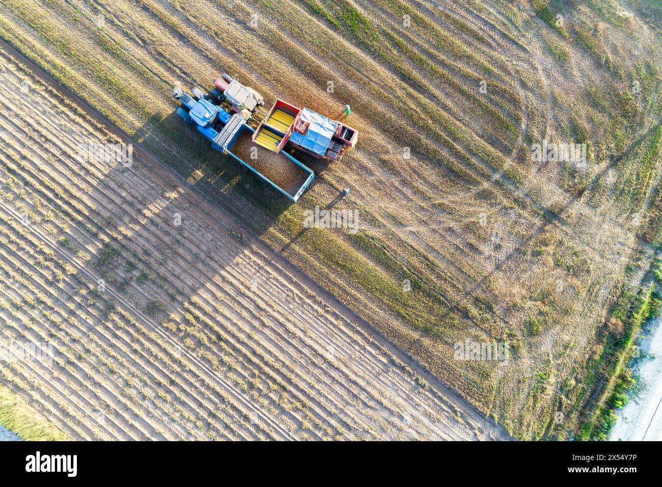 Potato Harvester unloads potatoes into a tractor with a trailer ...