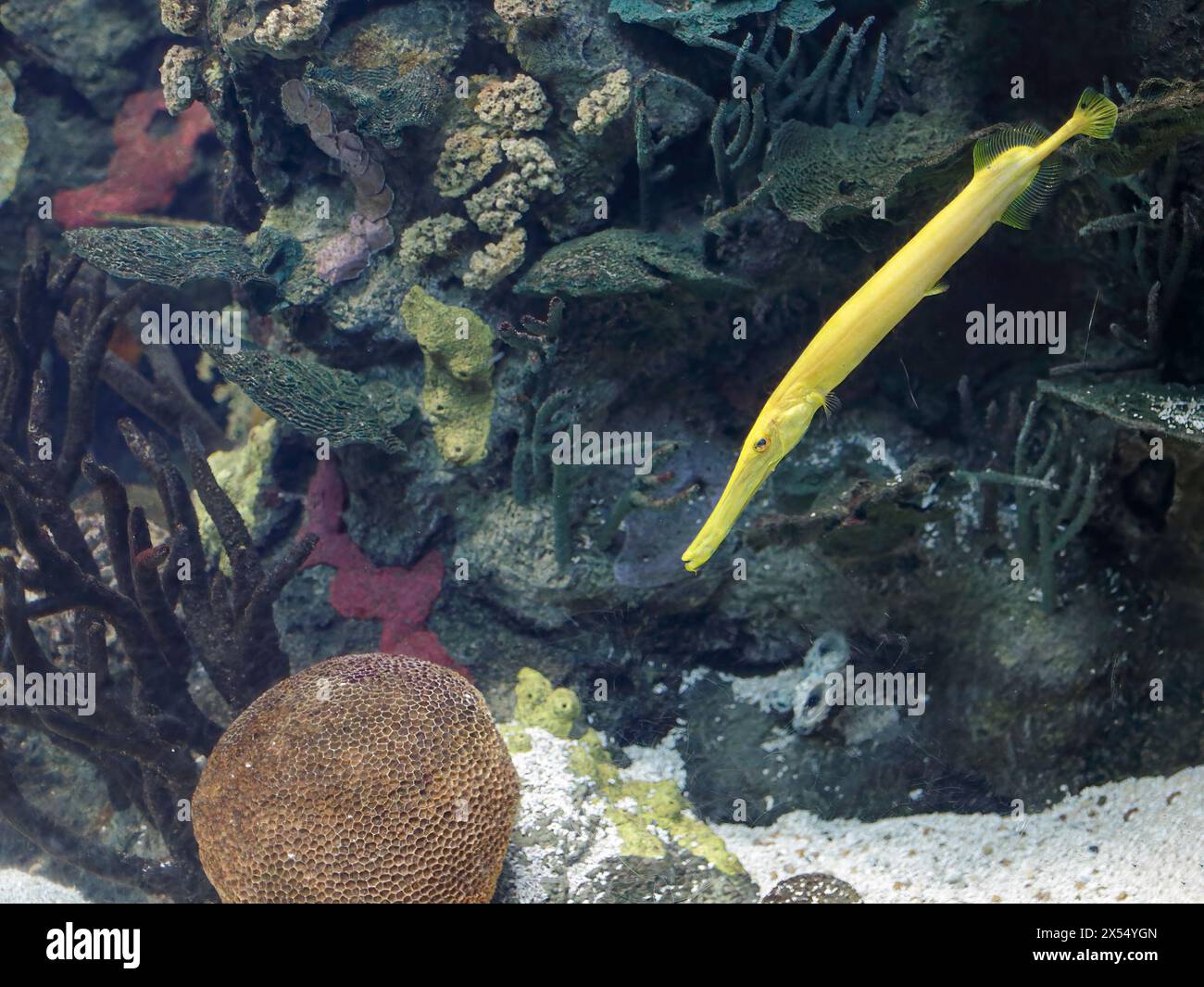 Beautiful tropical yellow trumpet fish Stock Photo - Alamy