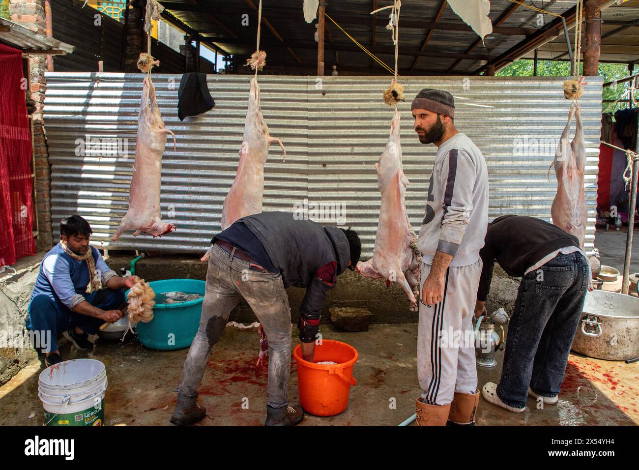 Kashmiri head chefs working on slaughtered sheep for Wazwan dishes ...