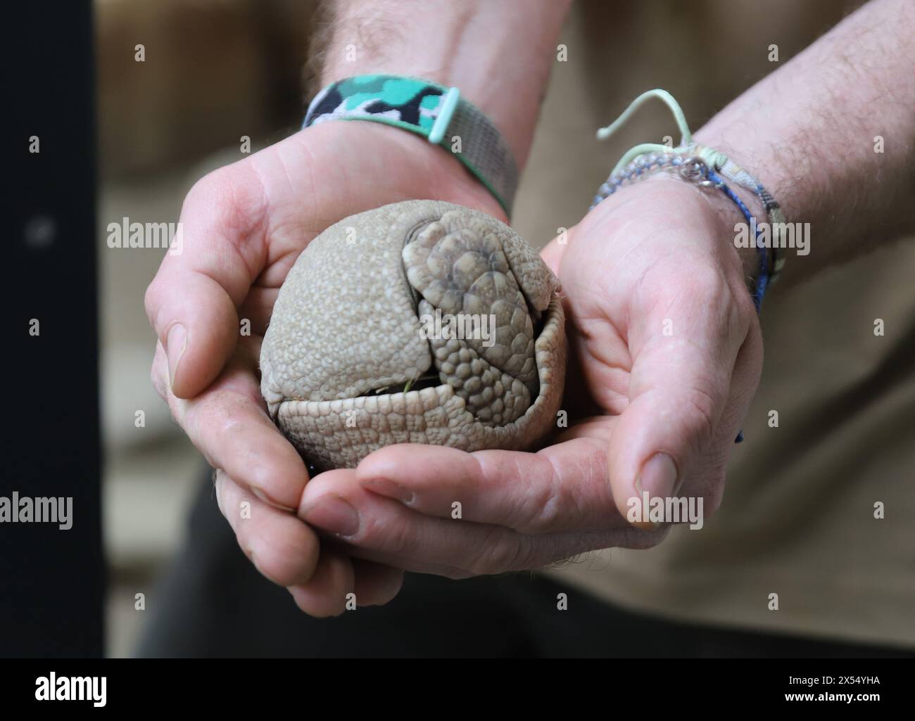 Cologne, Germany. 07th May, 2024. An animal keeper at Cologne Zoo holds ...