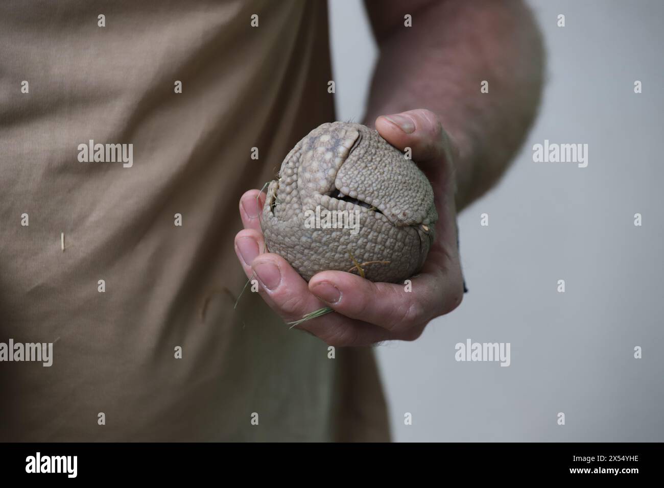Cologne, Germany. 07th May, 2024. An animal keeper at Cologne Zoo holds ...
