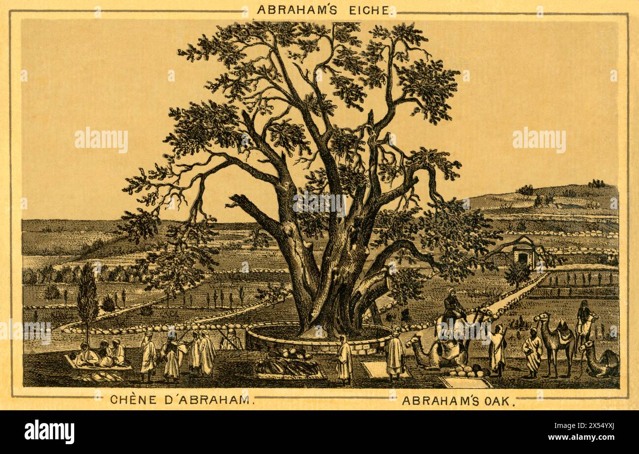 geography / travel, Asia, Western Asia, State of Palestine, Hebron, Oak ...