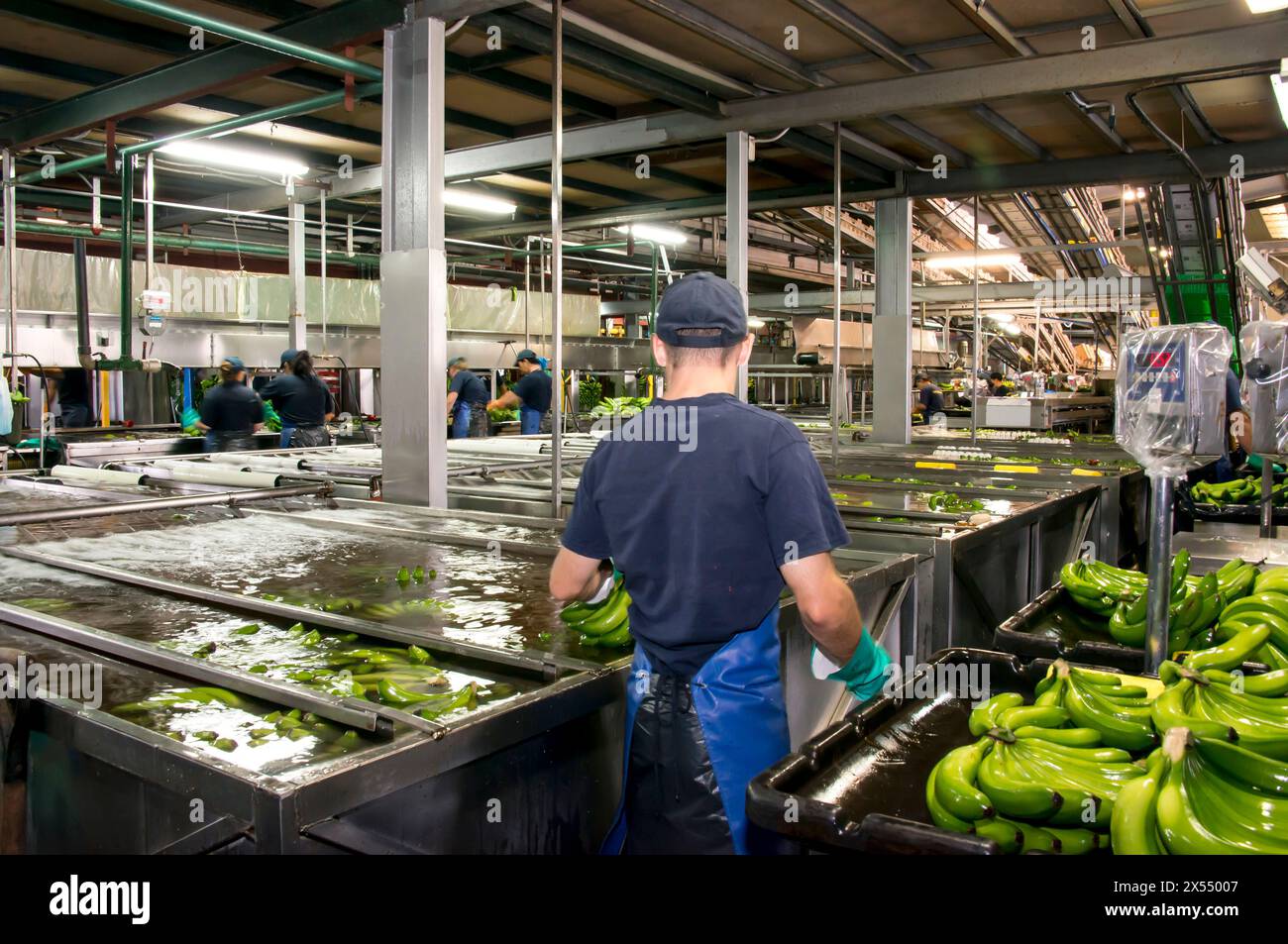 Workers washing the fruit, in a store of bananas Stock Photo - Alamy