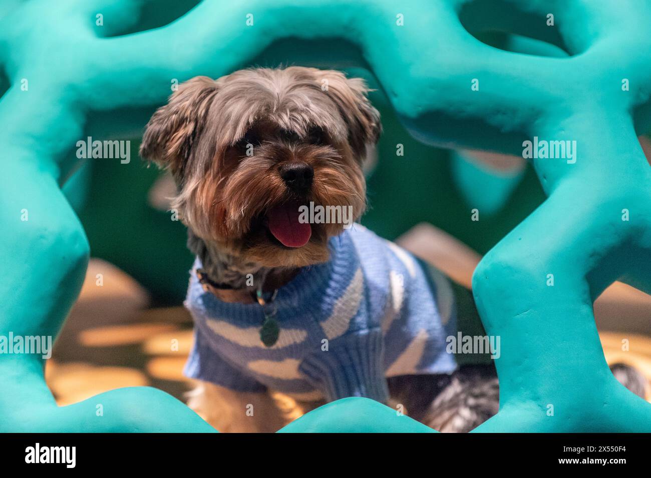 London, UK. 7 May 2024. Yorkshire terrier 'Tho' (Theodor) with 'Soft ...