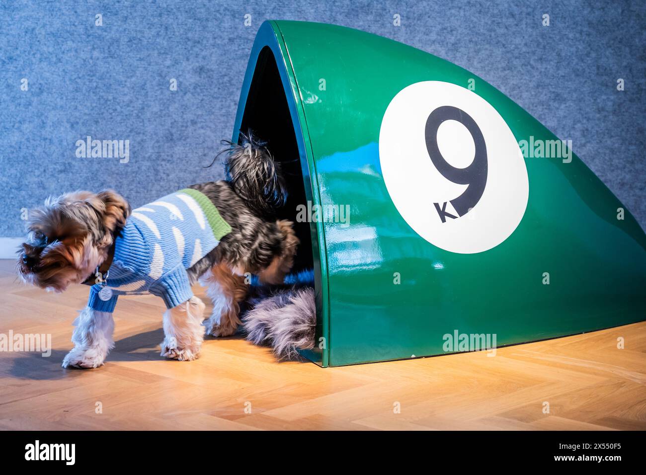 Lounge access for the jet setting dog hi-res stock photography and ...