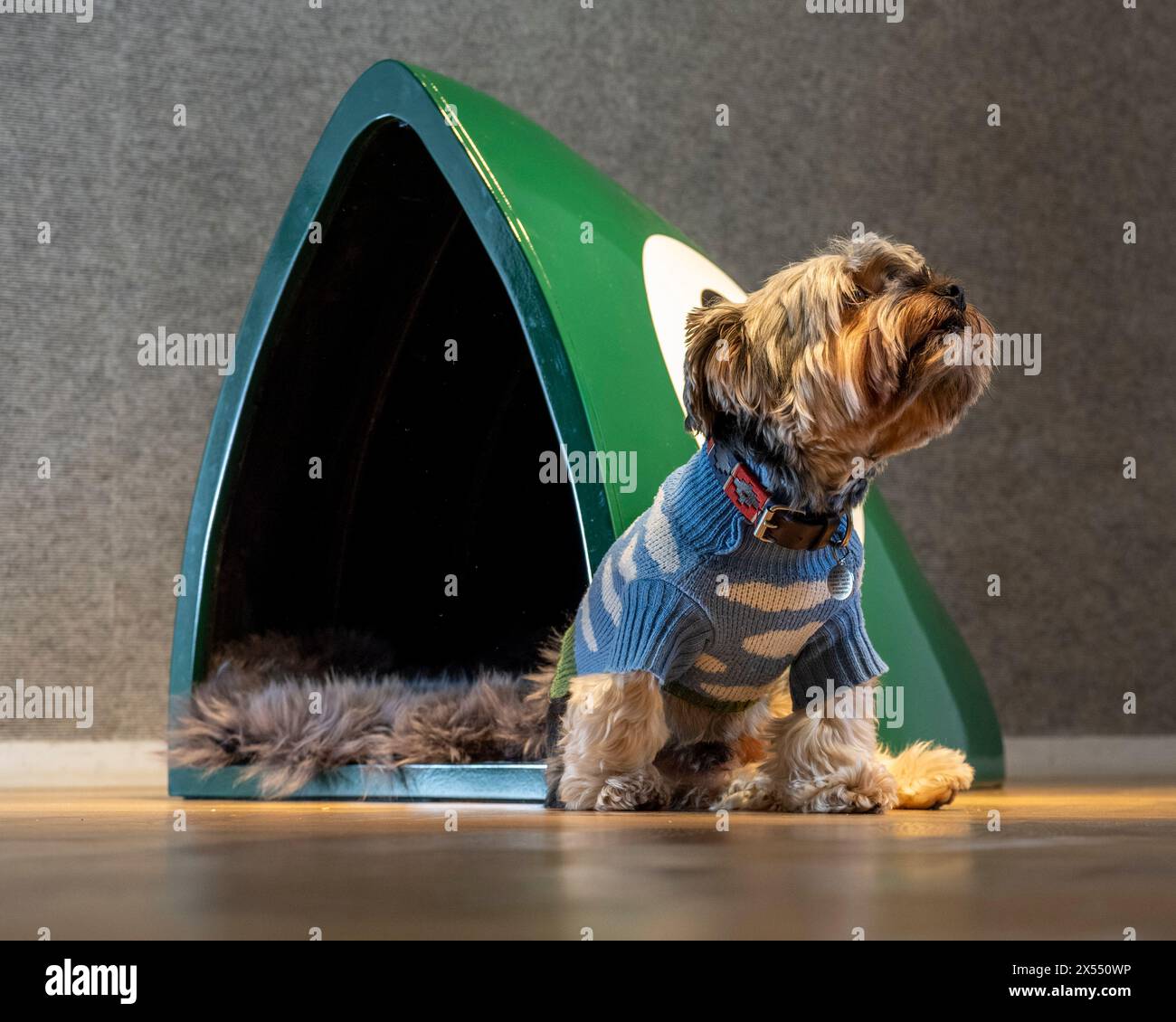 London, UK. 7 May 2024. Yorkshire terrier 'Tho' (Theodor) with ...