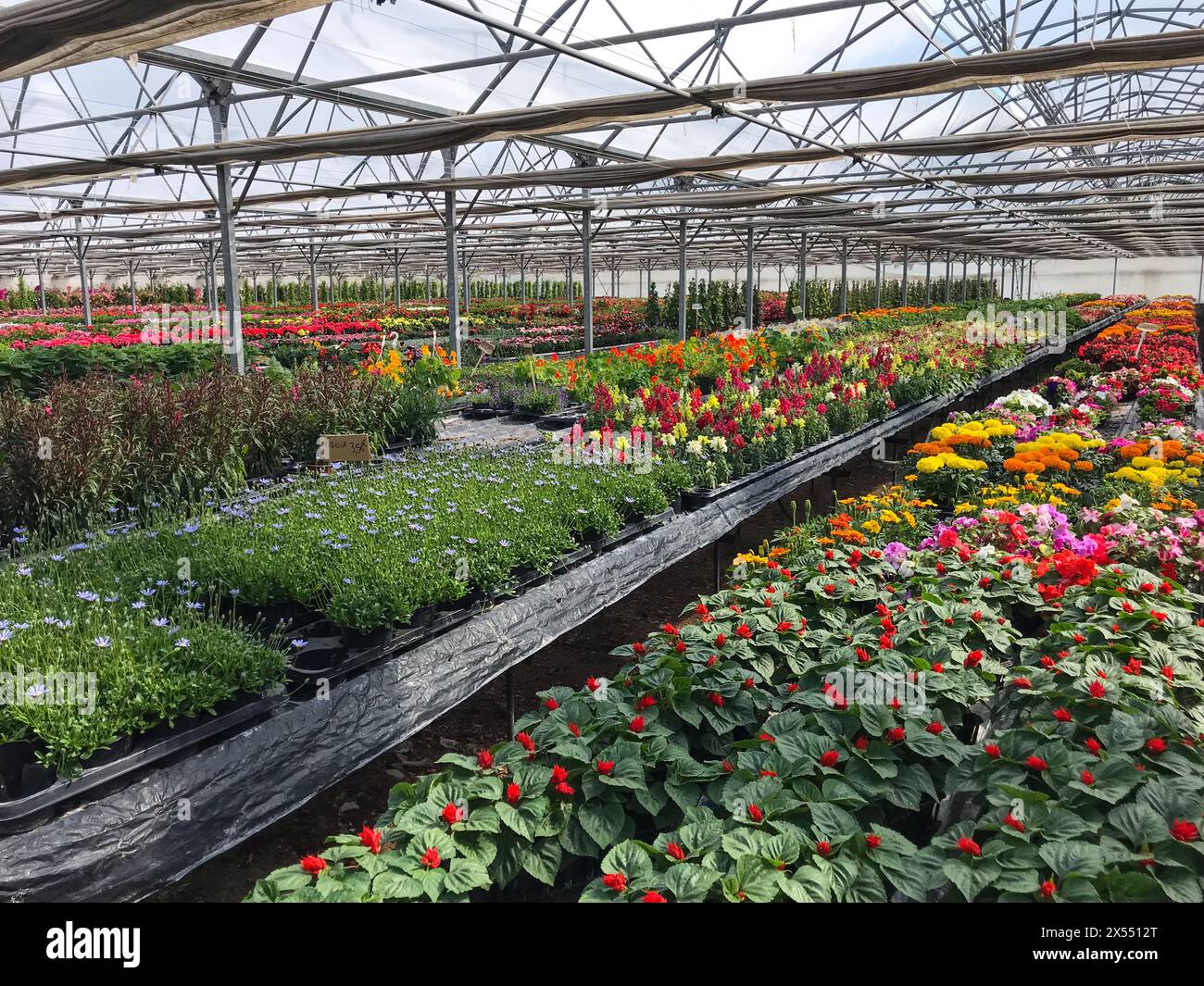 Greenhouse multicolor plants, flower nursery, France Stock Photo - Alamy
