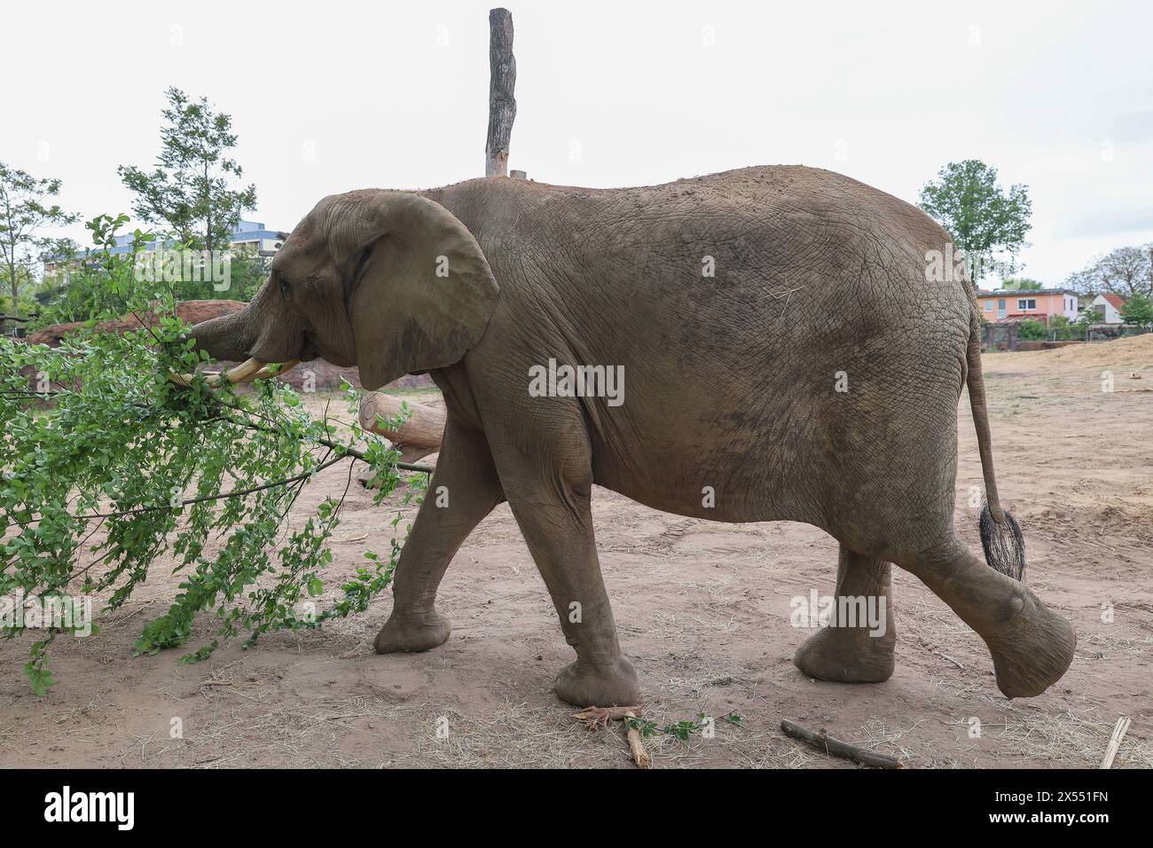 07 May 2024, Saxony-Anhalt, Magdeburg: The new elephant Sweni walks ...