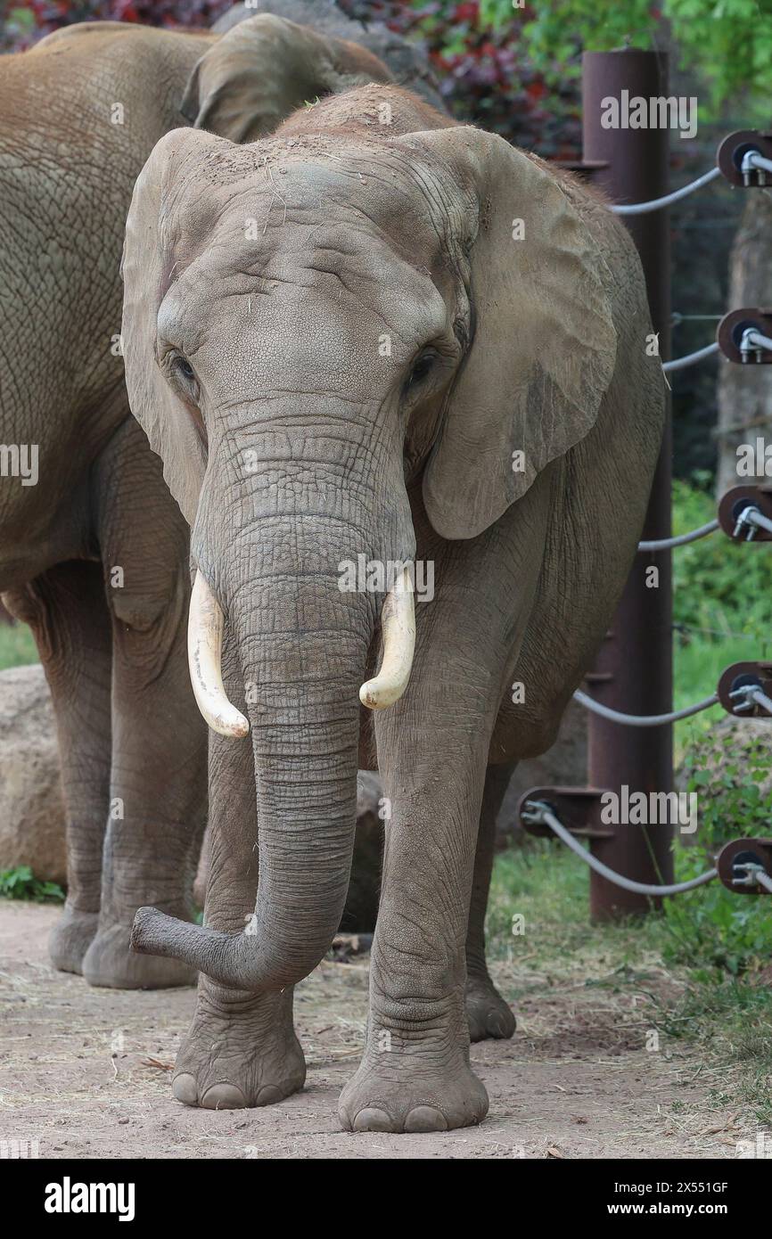 Magdeburg, Germany. 07th May, 2024. Sweni, the new elephant cow at ...