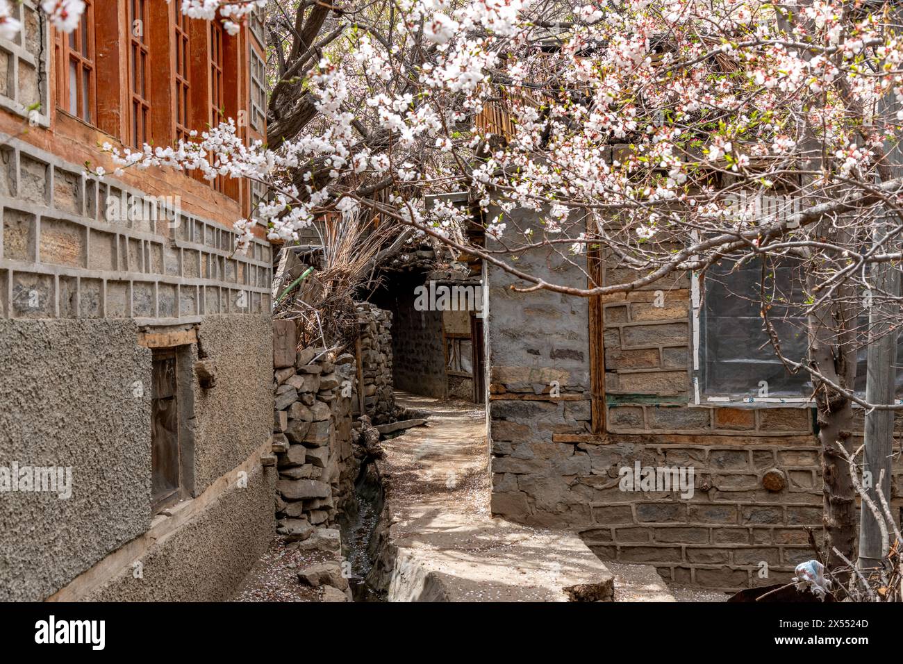 Pink apricot blossoms in the farming village of Turtuk in northern ...