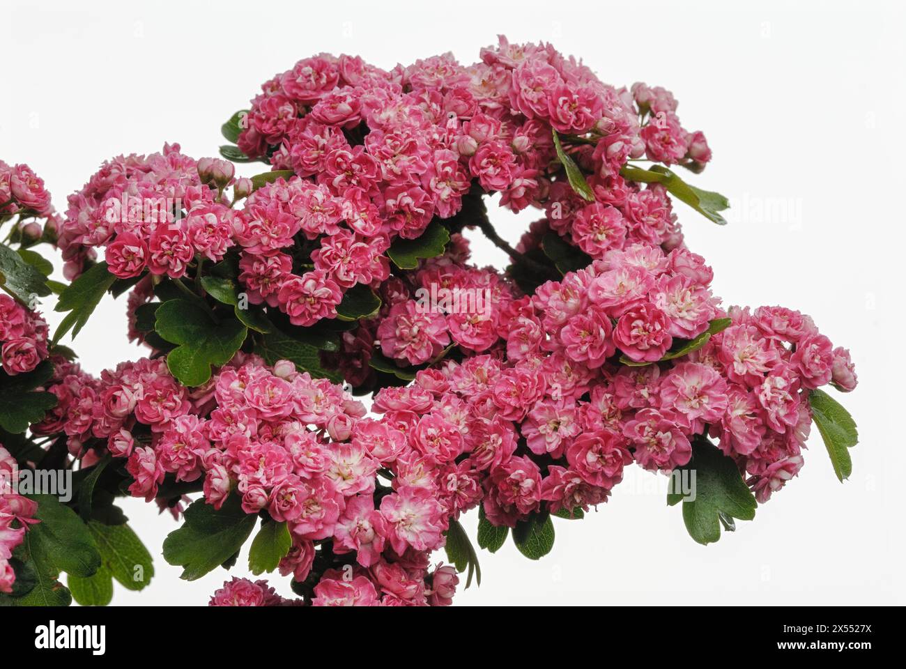 Hawthorn, Crataegus laevigata flowers Paul Scarlet, tree branch. Full ...