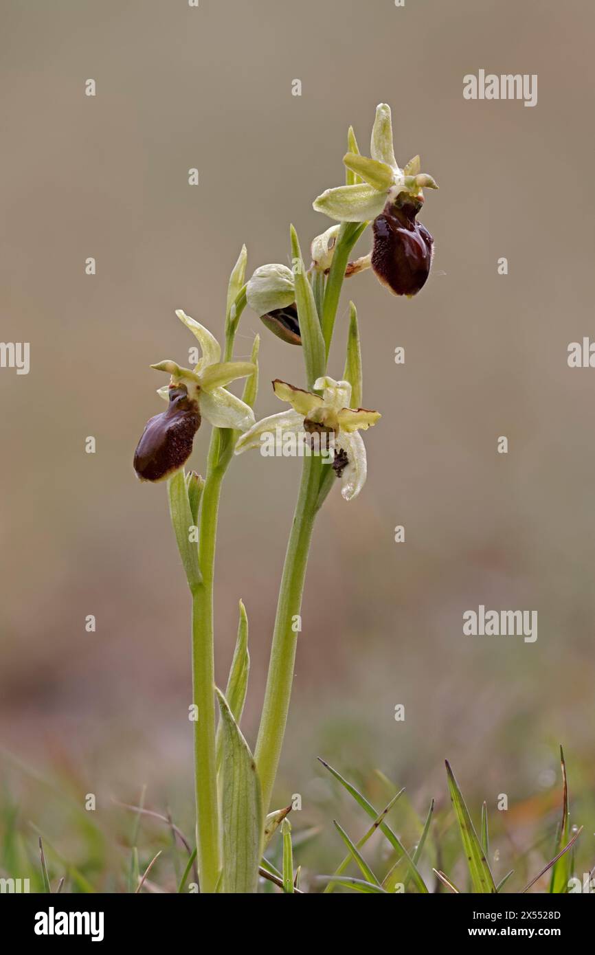 Early-spider Orchid at Durlston Country Park Dorset UK Stock Photo - Alamy