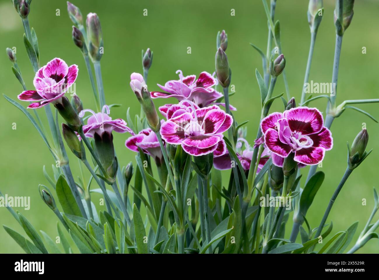 Carnation, Dianthus Diantica, Purple Wedding flowers with buds, close ...