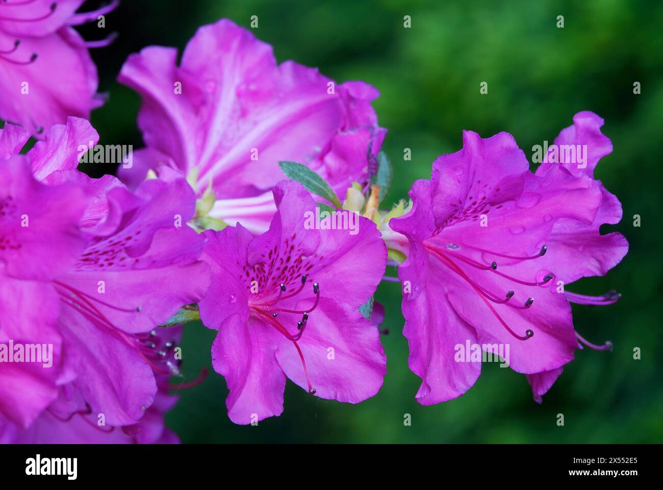 Azalea japonica hi-res stock photography and images - Alamy