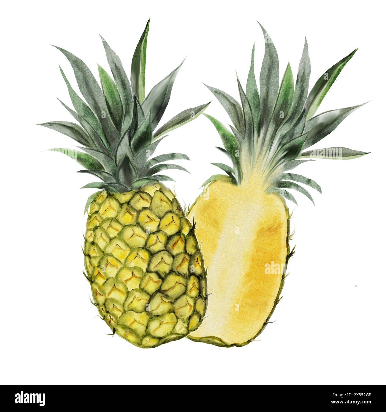 Pineapple watercolor composition. Tropical fruit on isolated white ...