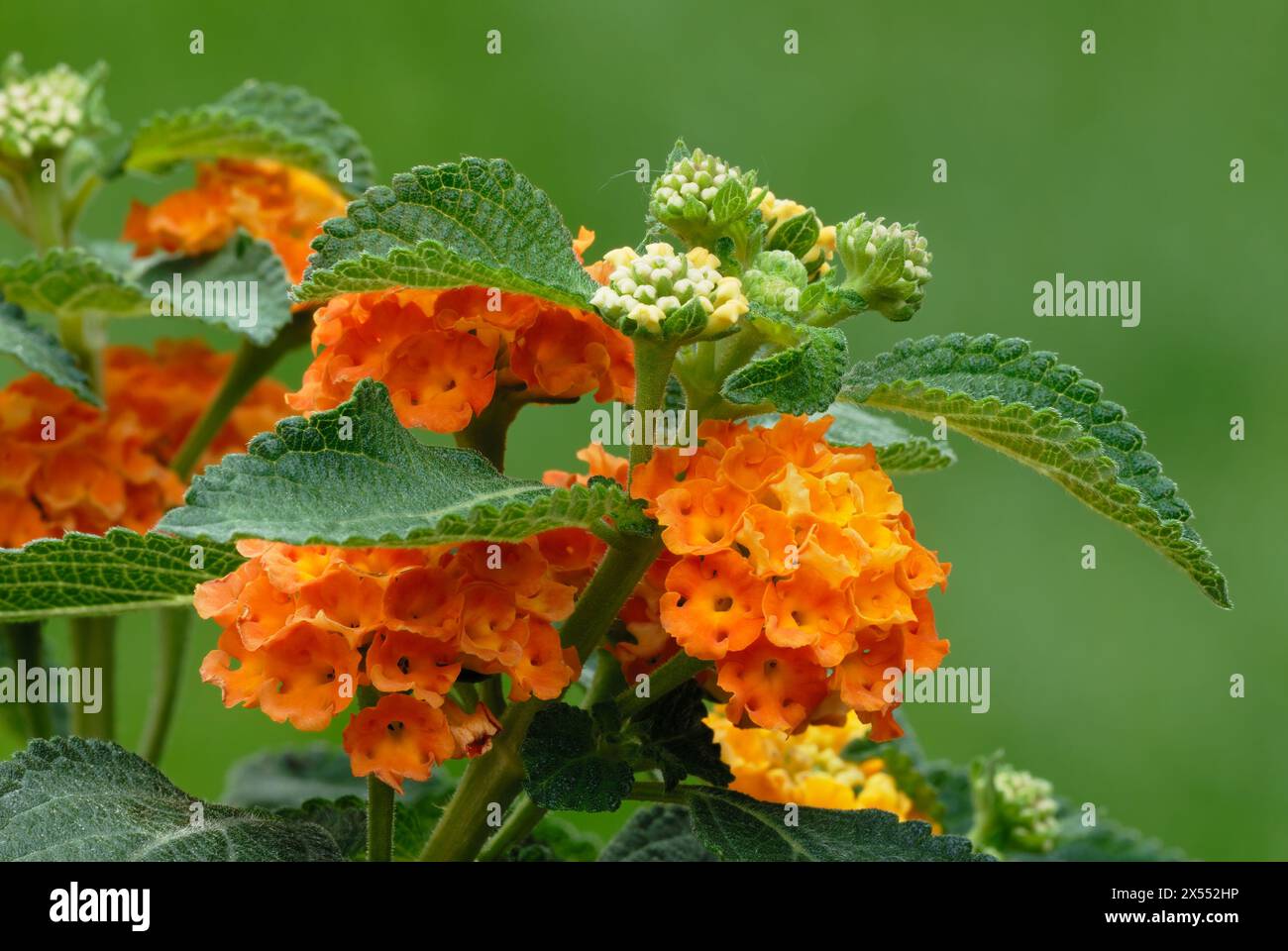 Common lantana, Lantana camara flowers, close up. Full bloom ...