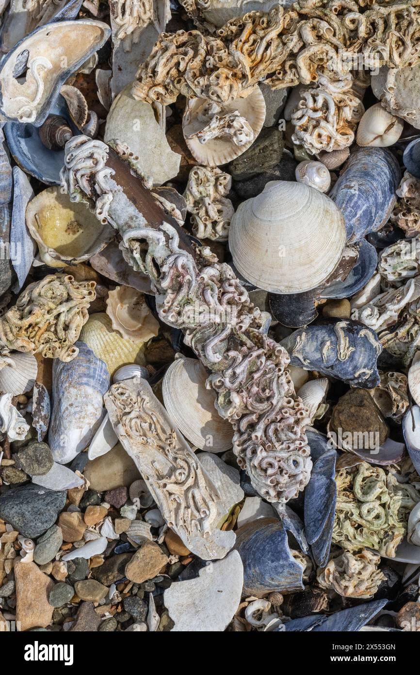 Calcareous worm tubes on shells on Otter Ferry shingle spit, Otter ...