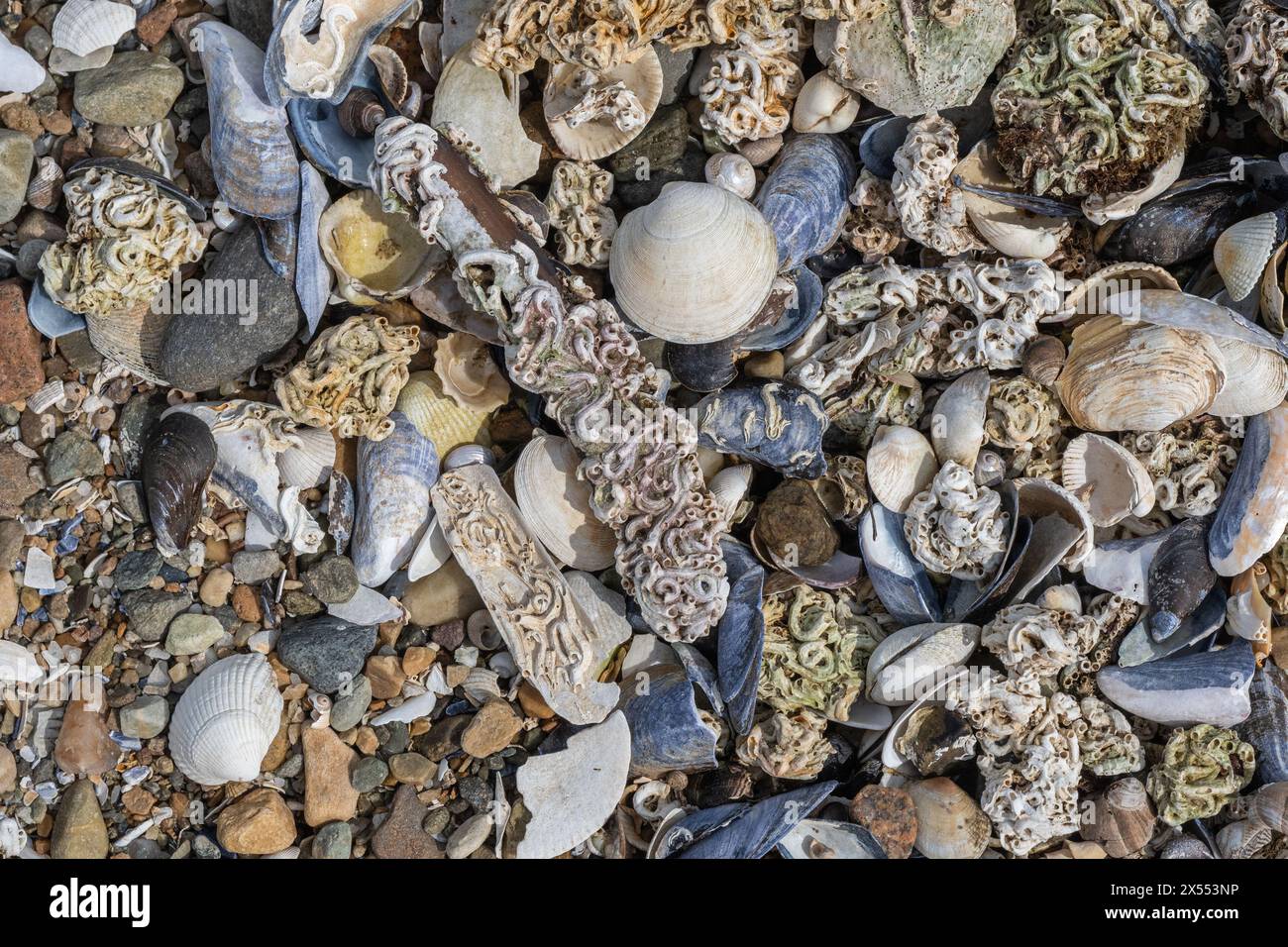 Calcareous worm tubes on shells on Otter Ferry shingle spit, Otter ...