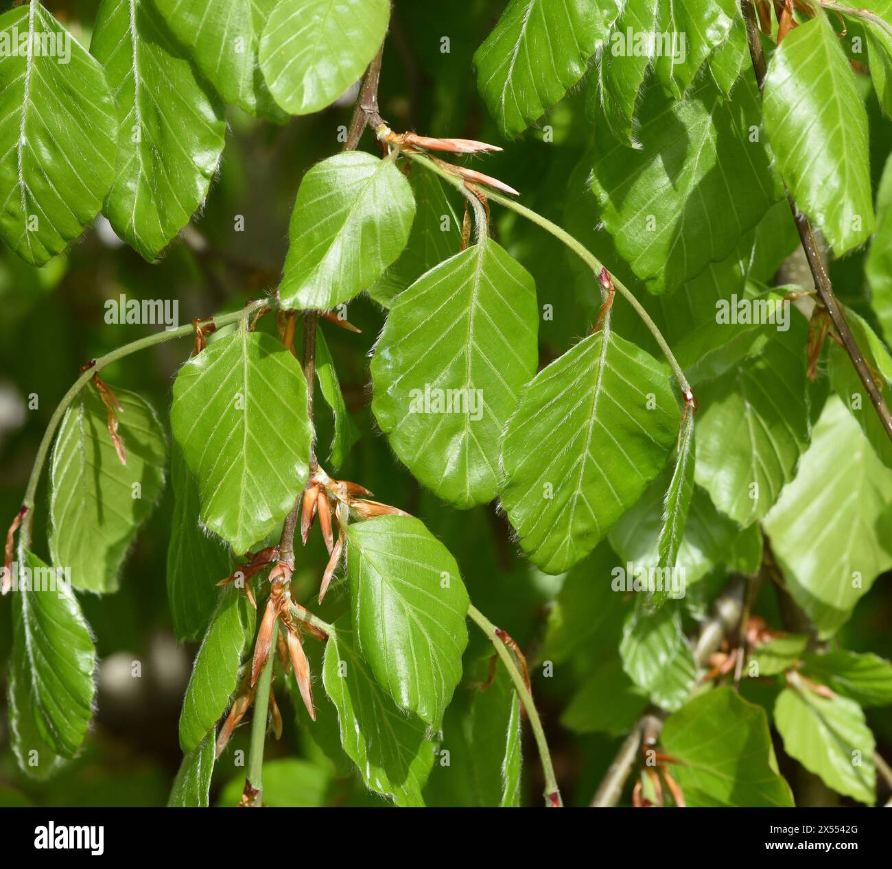 Buche, Fagus sylvatica , ist ein Laubbaum der oft in unseren Waeldern ...
