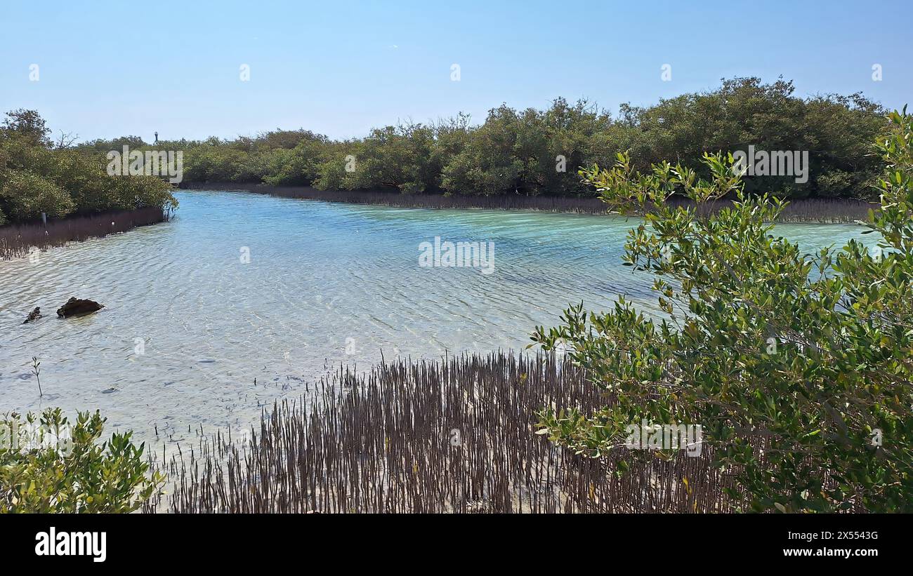 A beautiful landscape with mangroves growing in salty sea water Stock ...