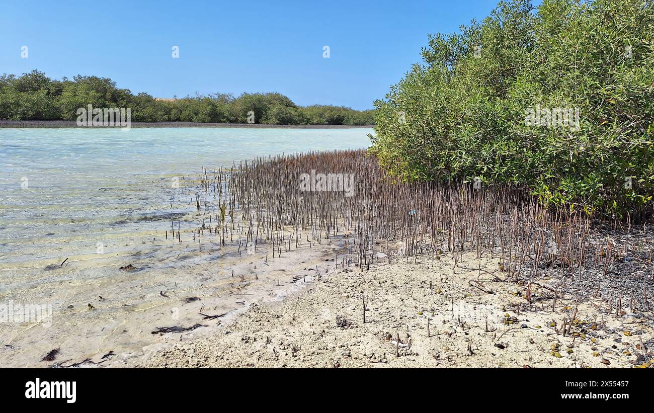 A mangrove trees, growing in salty sea water, on a sunny day with blue ...