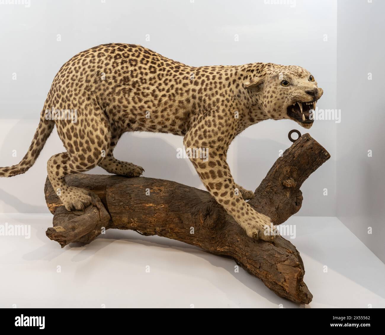 Leopard, Bodensee-Naturmuseum, Konstanz, Germany Stock Photo - Alamy