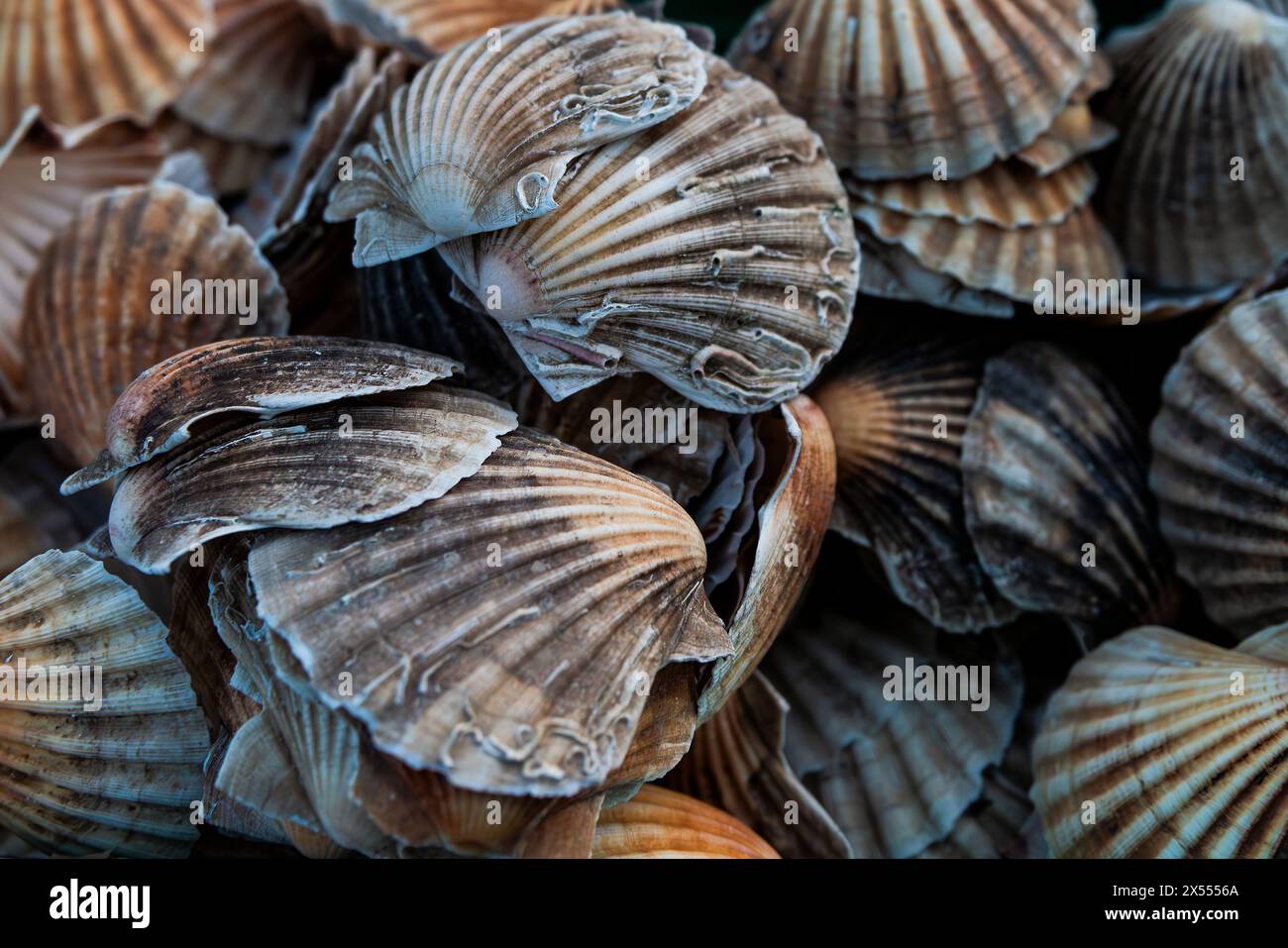 A pile of Scallop Shells Pecten maximus Stock Photo - Alamy