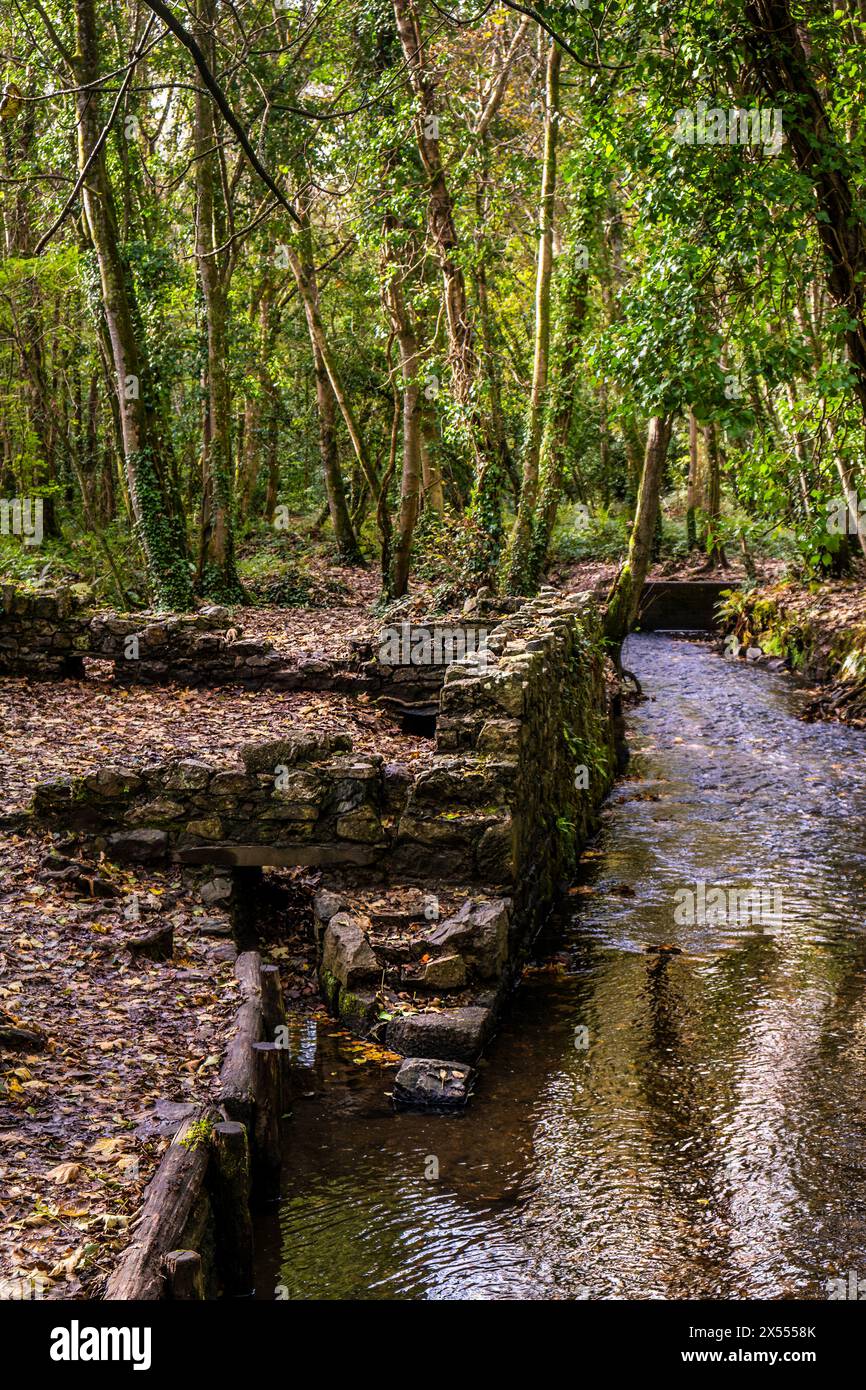 The Tehidy; Stream flowing alongside the remains of an historic Otter ...