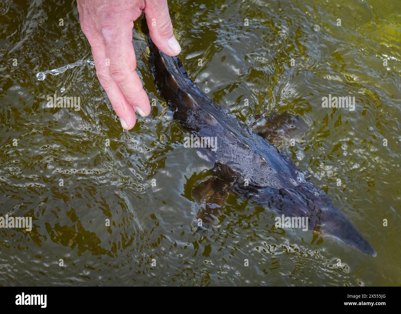 Sturgeon valley hi-res stock photography and images - Alamy