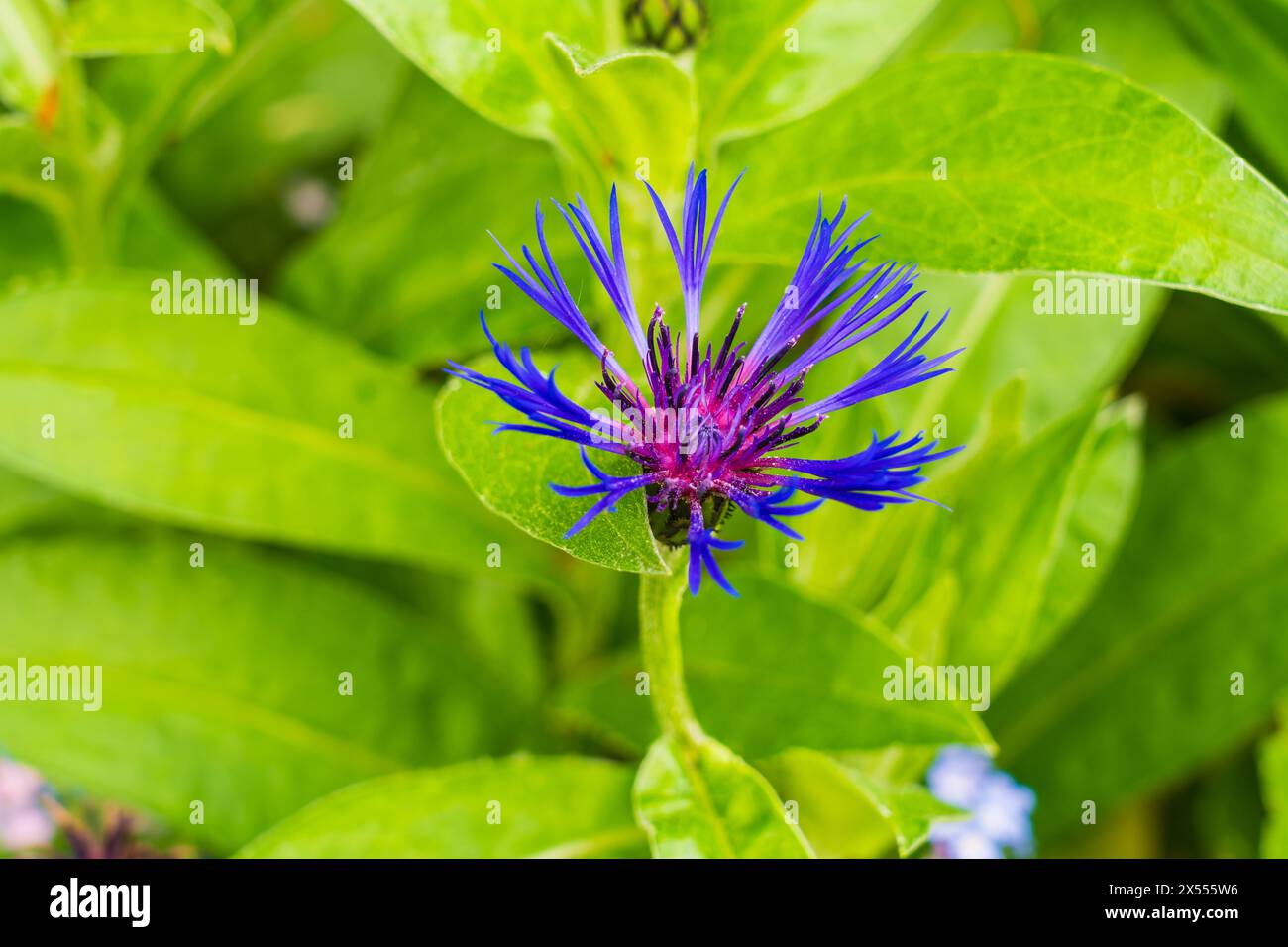 Centaurea montana purple hi-res stock photography and images - Alamy