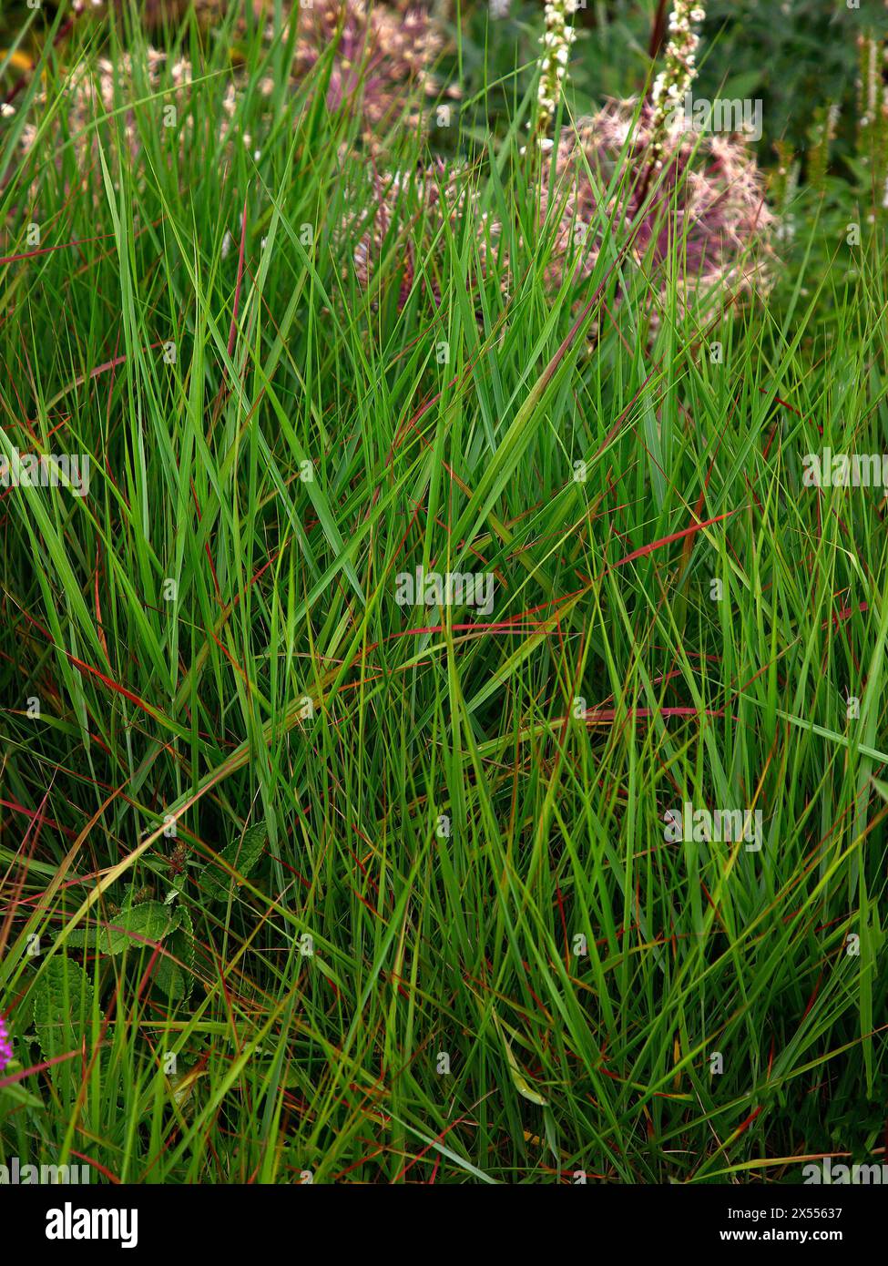 Switchgrass hi-res stock photography and images - Alamy