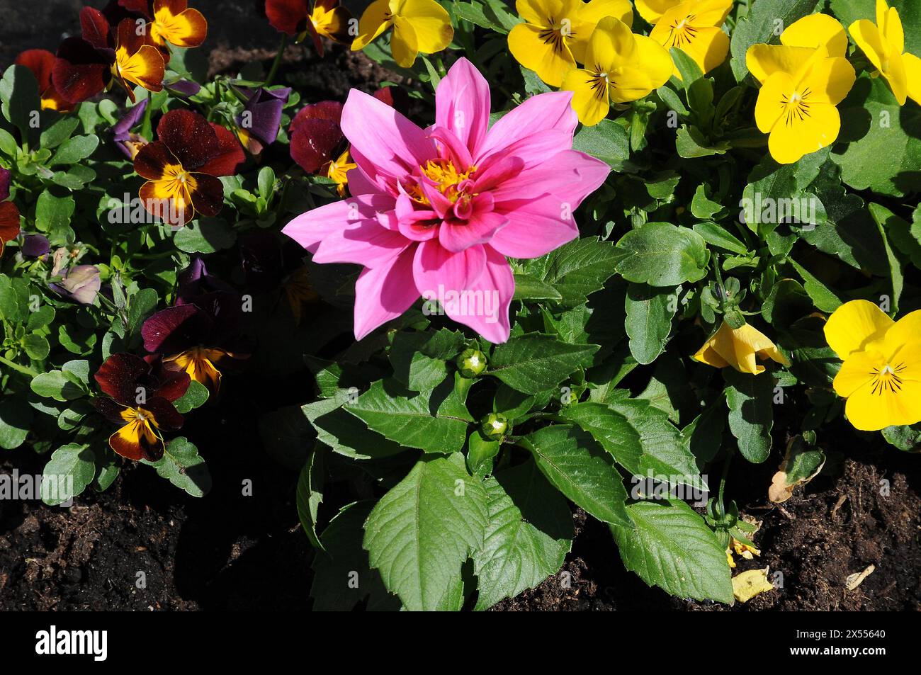 Copenhagen, Denmark /07 May 2024/Springs weather in Denamrk flwoers ...