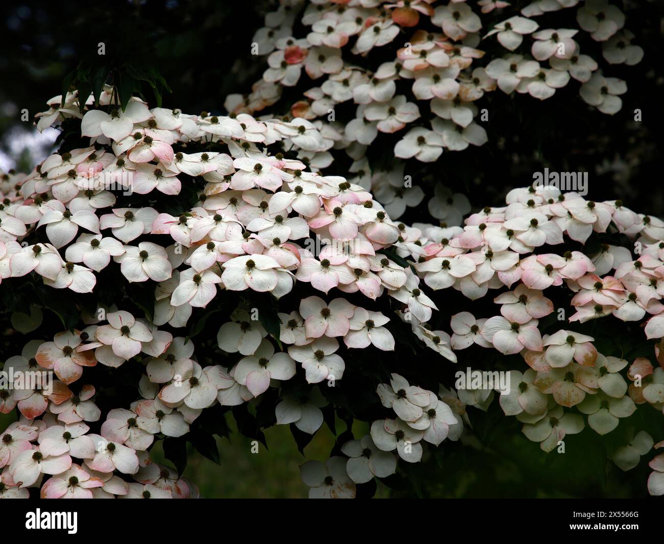 Closeup of the cream flushed pink bracts of the dogwood garden plant ...