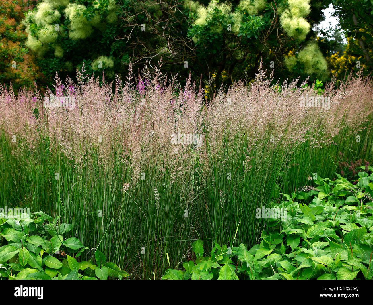 Closeup of the upright growing bronze flowering ornamental garden grass ...