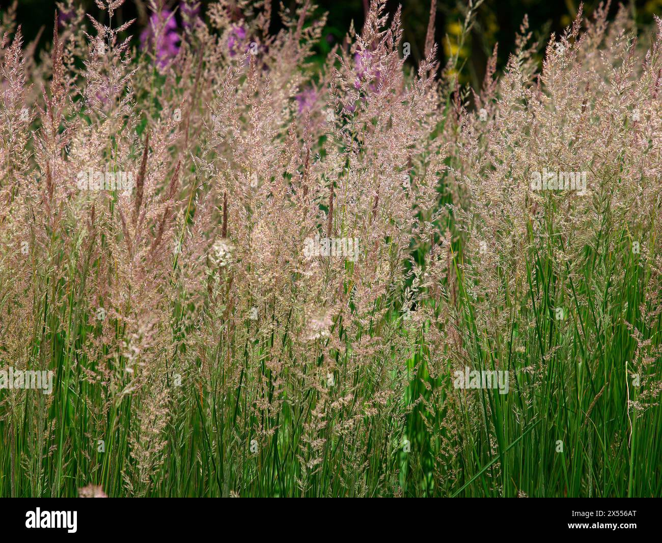 Closeup of the upright growing bronze flowering ornamental garden grass ...