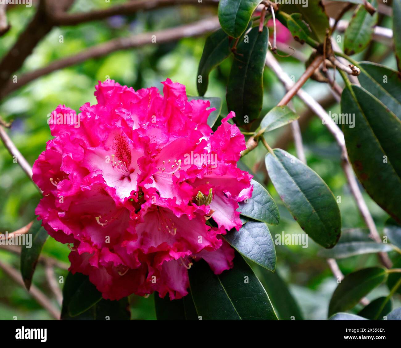 Large variegated pink rhododendron hi-res stock photography and images ...