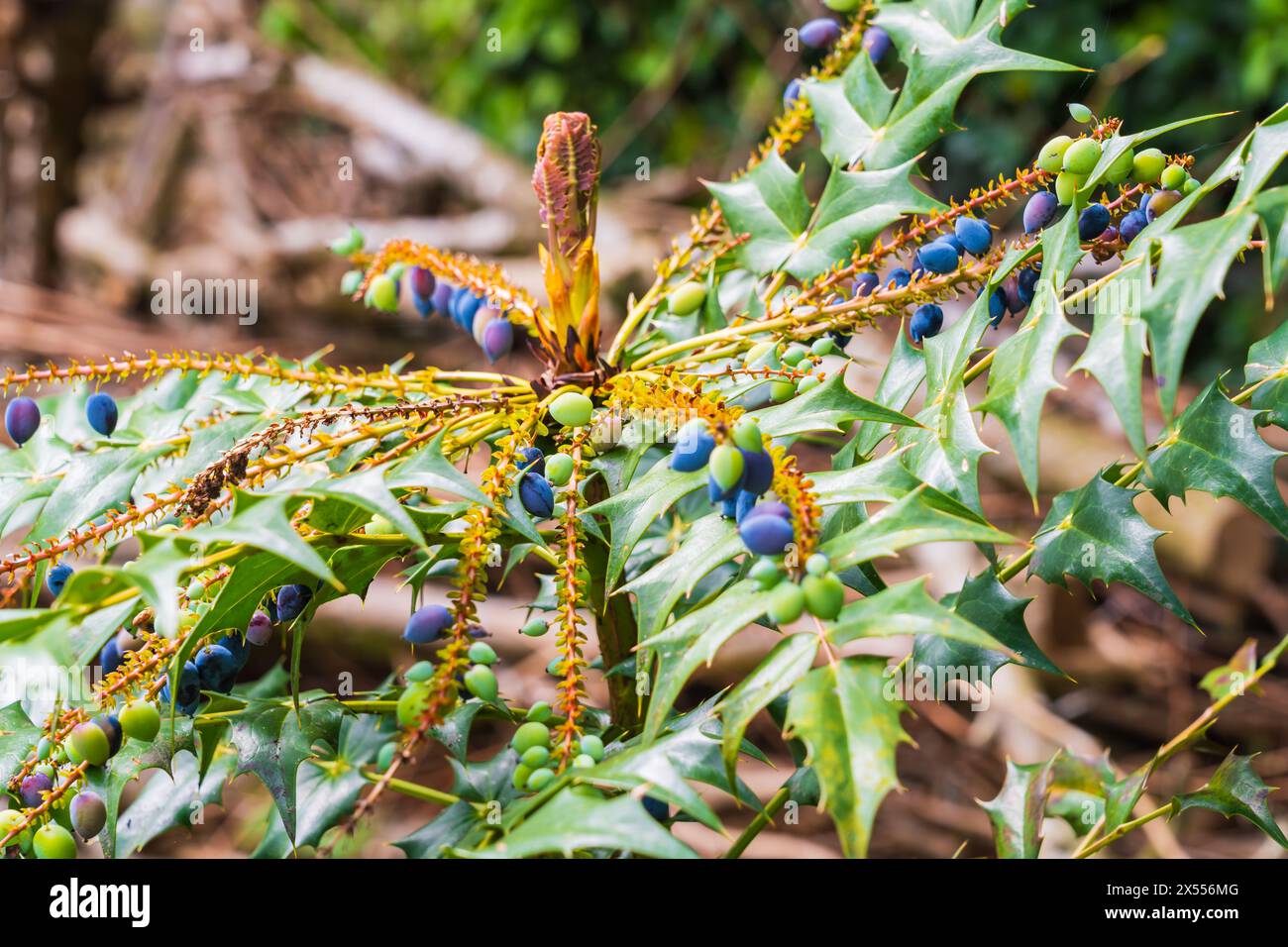Blue and green berries on a Mahonia tree (Mahonia aquifolium Stock ...