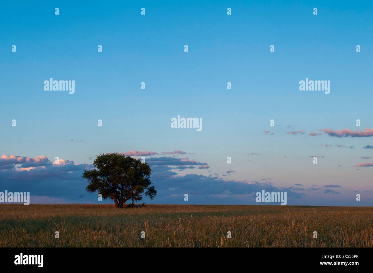 Pampas tree landscape, La Pampa province, Patagonia, Argentina Stock ...
