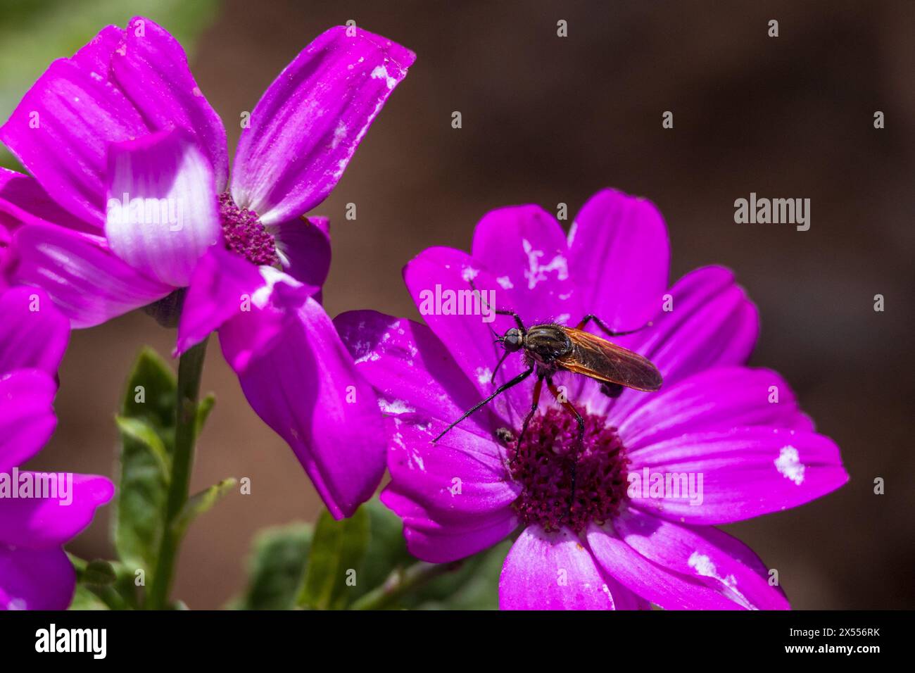 Empis tessellata, Dance fly on a Flower Stock Photo - Alamy