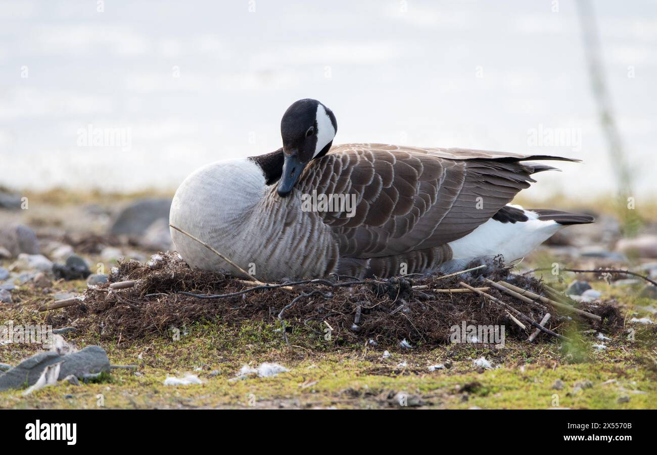 Nesting Canada Goose (Branta canadensis Stock Photo - Alamy