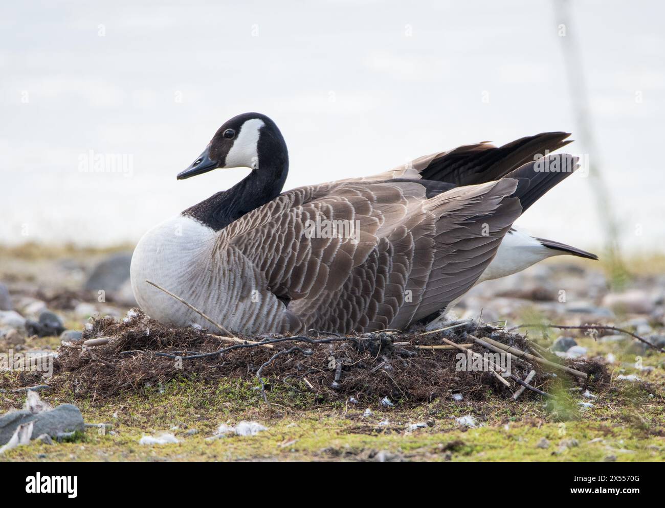 Nesting Canada Goose (Branta canadensis Stock Photo - Alamy